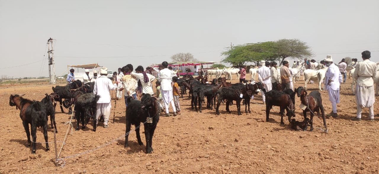 Breed competition focuses on threatened Saurashtra Halari donkeys ...